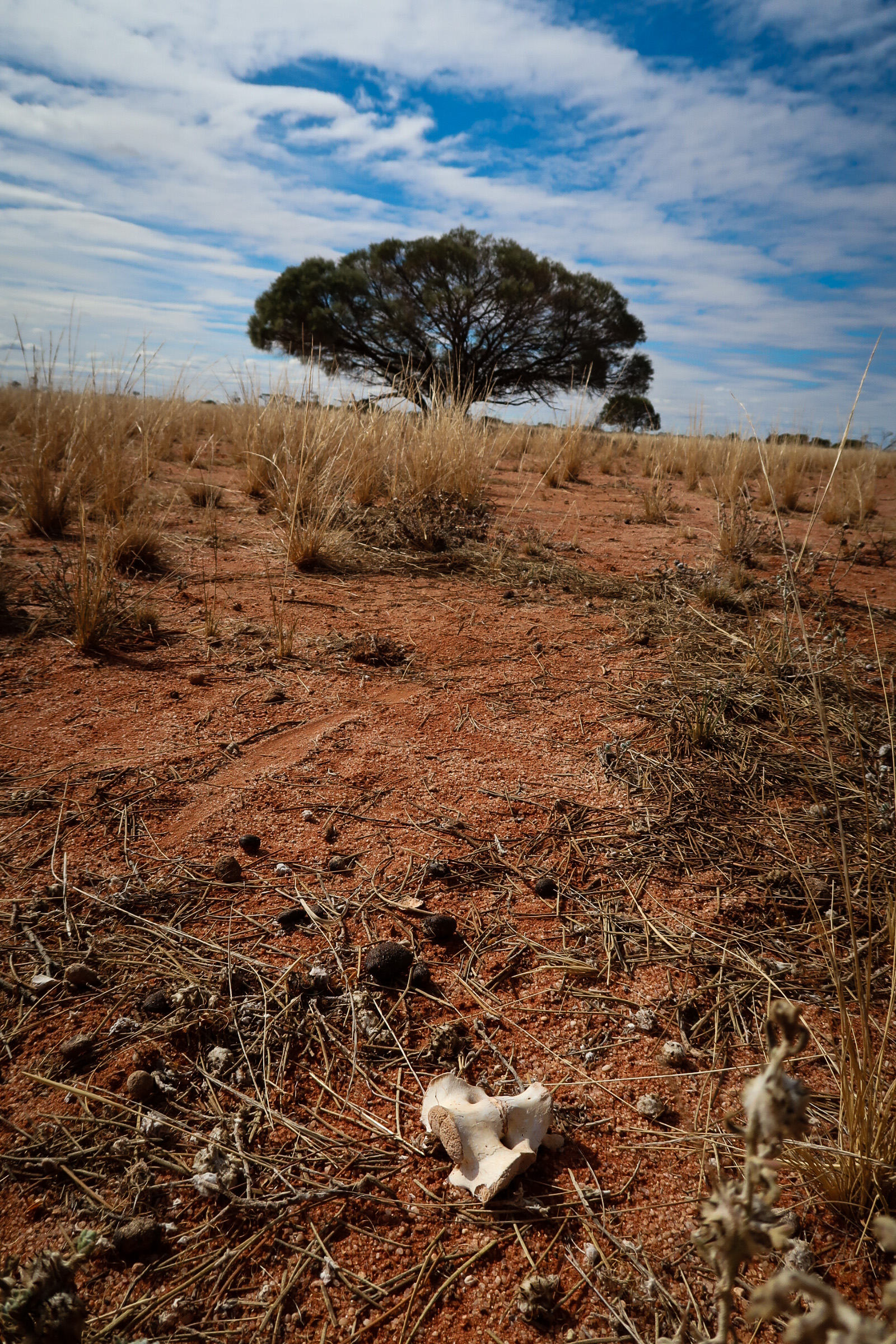 2023-05-01 29 Plus 1 makes 30 – Mitcho’s Travelling Oz